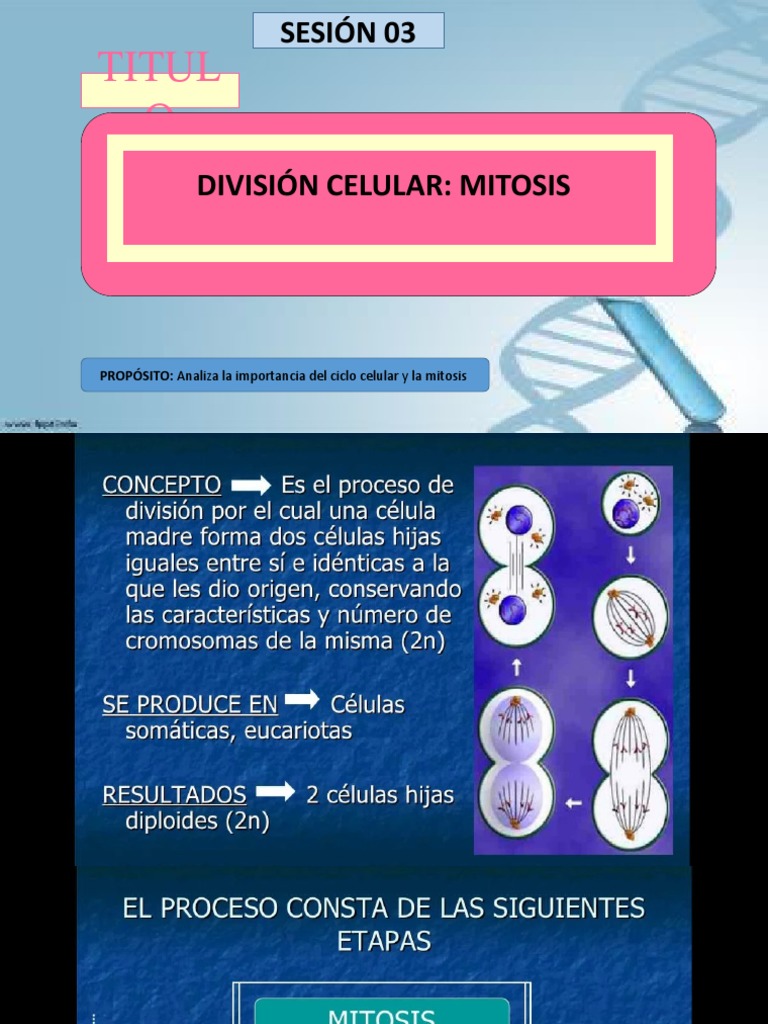 Importancia de la Mitosis en el Ciclo Celular | PDF