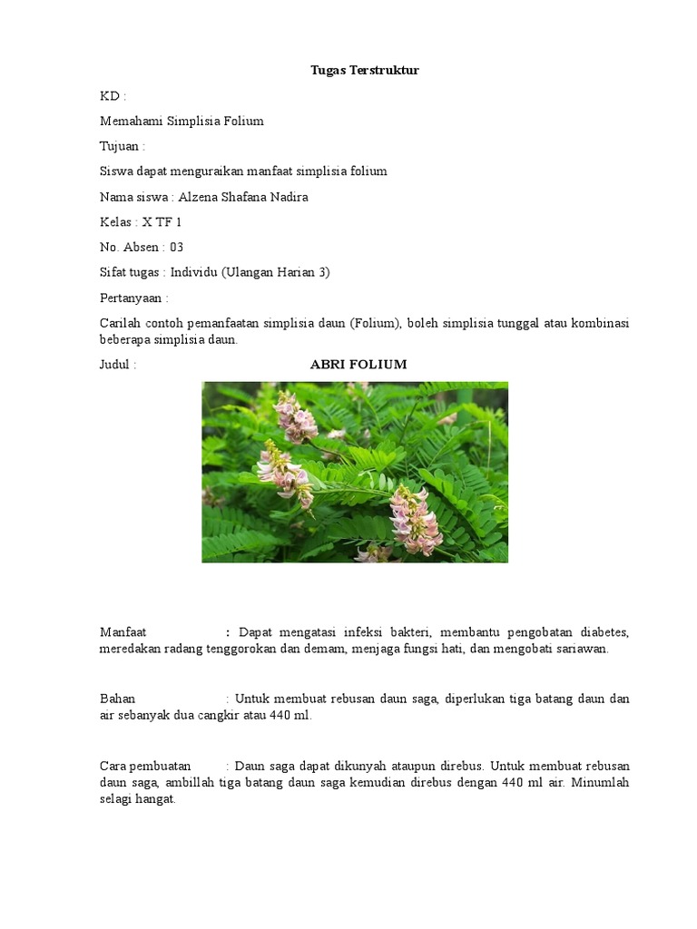 Tugas Simplisia Folium | PDF