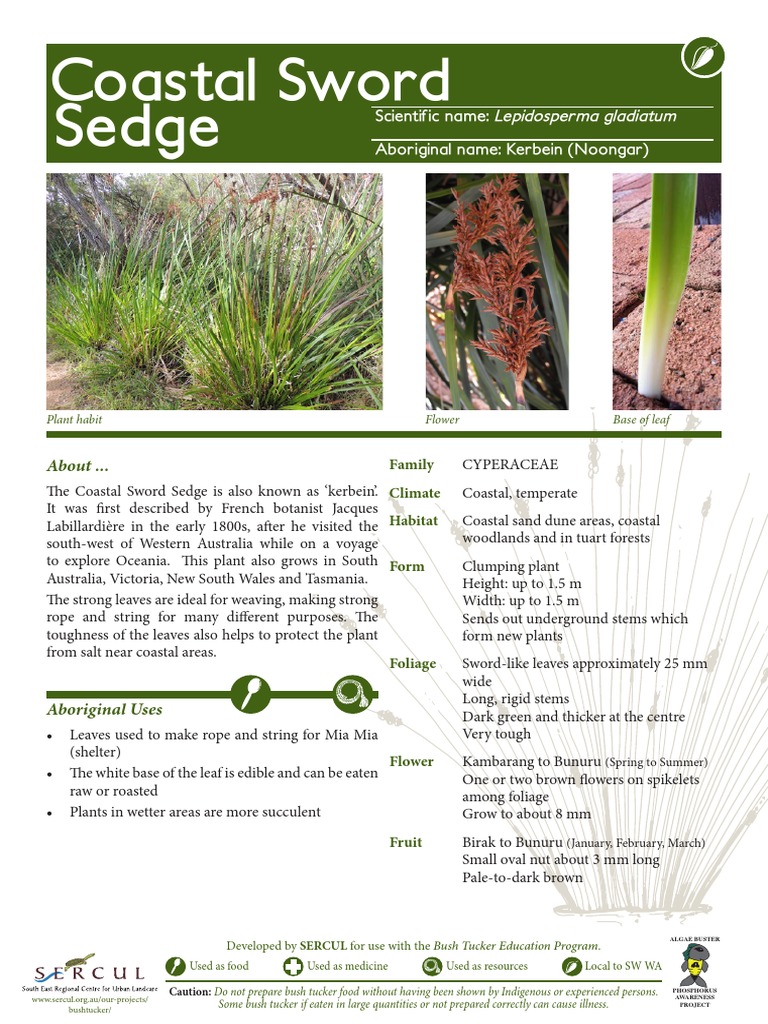 Coastal Sword Sedge: Uses & Care | PDF | Home & Garden