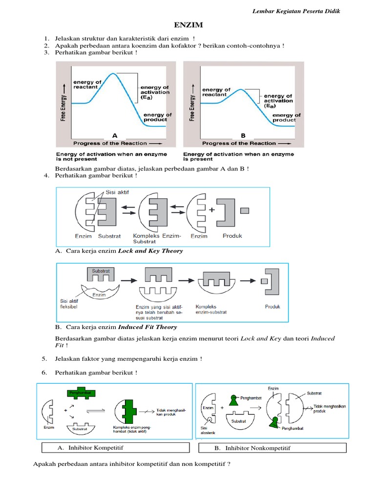 LKPD 2. Enzim | PDF