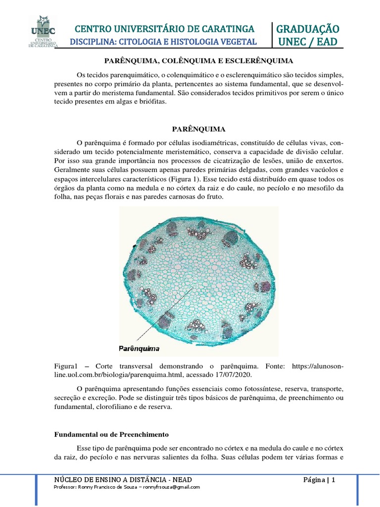 3-Parênquima, Colênquima e Esclerênquima | PDF