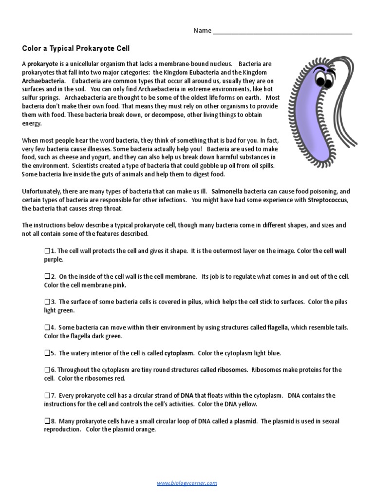 9th-Cell Coloring - Prokaryote | PDF | Cell (Biology) | Bacteria