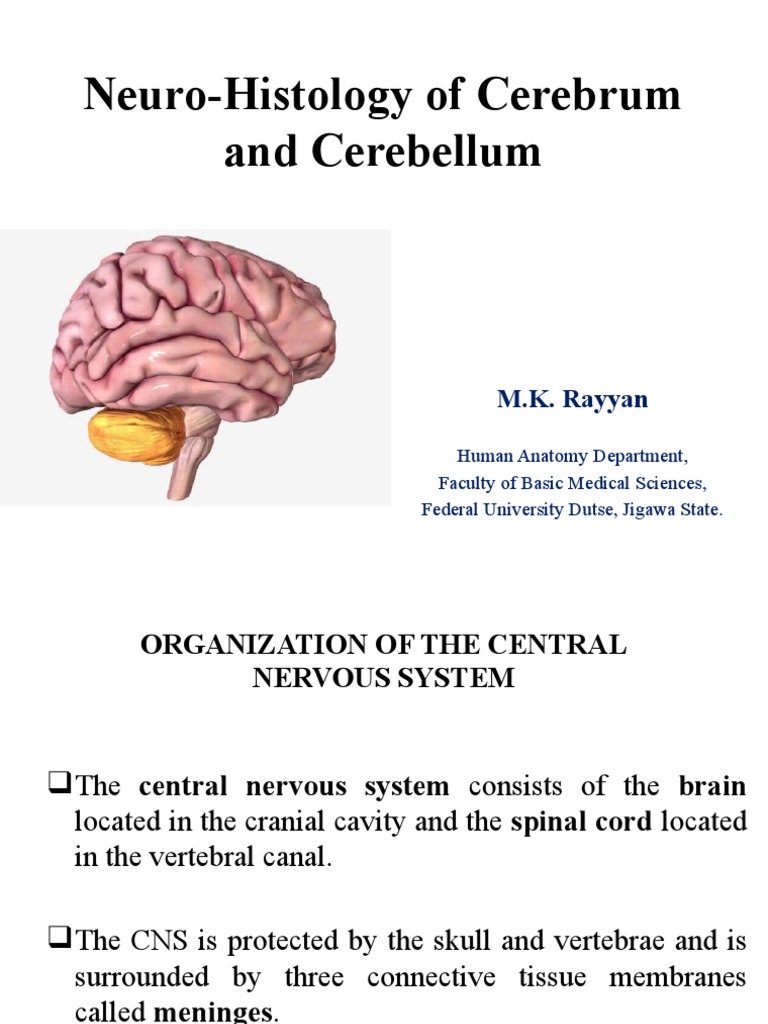 Neurohist of Cerebrum and Cerebellum | PDF | Cerebellum | Pyramidal Cell