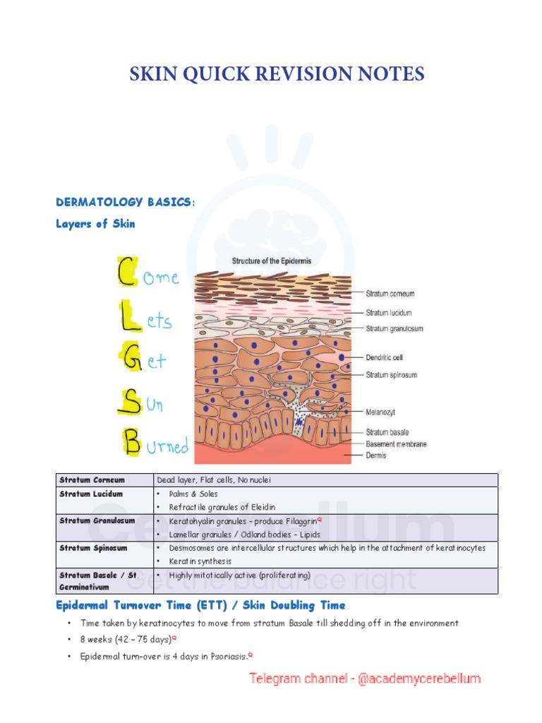 Dermatology RR Cerebellum | PDF | Epidermis | Clinical Medicine