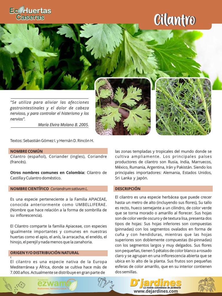 Guía Completa del Cultivo de Cilantro | PDF | Cilantro | Alimentos