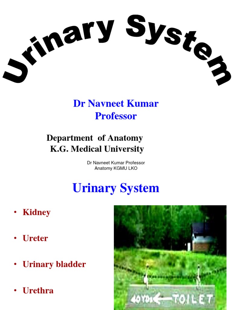 Urinary System Anatomy | PDF