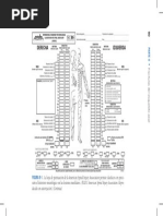 Escala ASIA: Clasificación de Lesiones Medulares | PDF