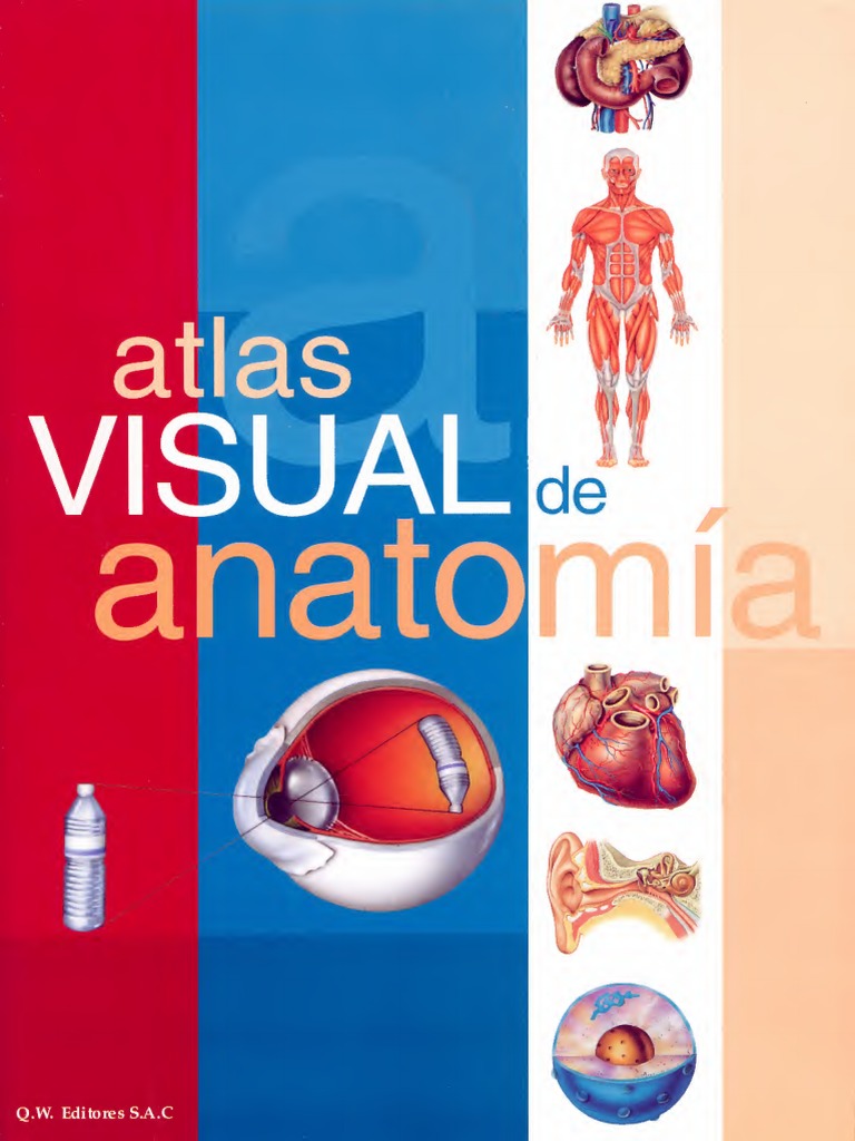 Atlas Visual de Anatomía Humana | PDF