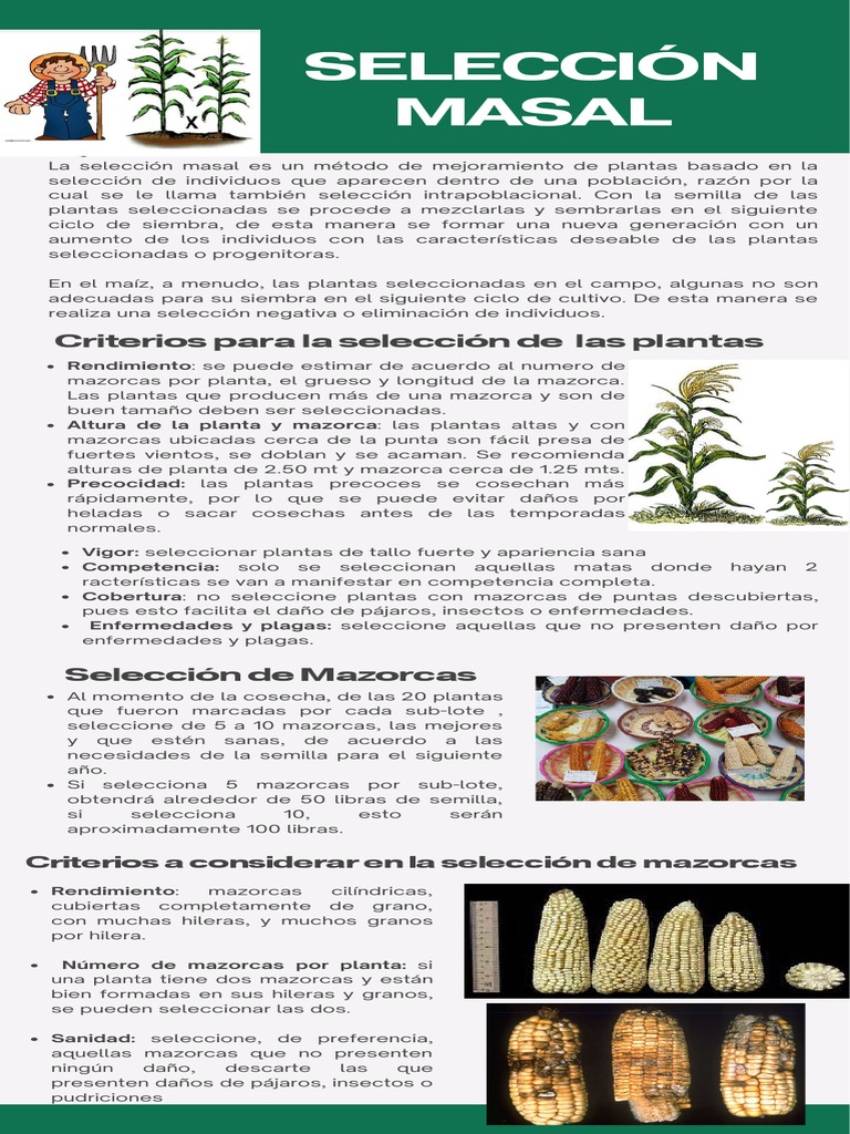 Selección Masal en Maíz: Criterios Clave | PDF | Maíz | Siembra