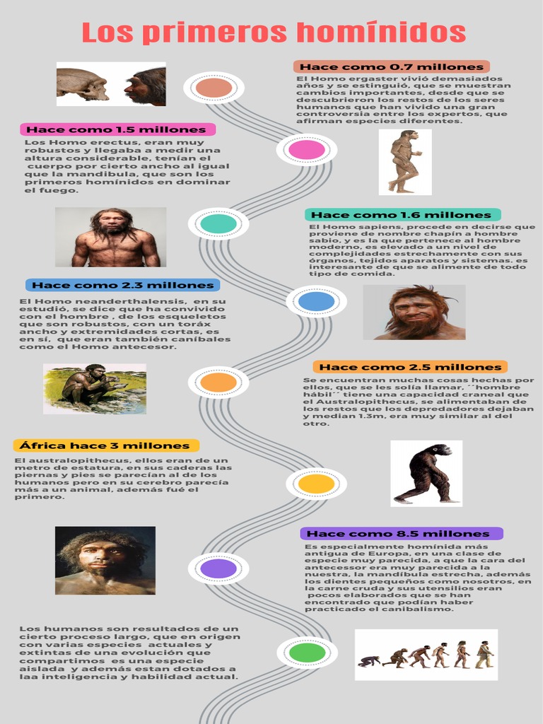 Línea de Tiempo de Los Hominidos | PDF | Homo | Humano