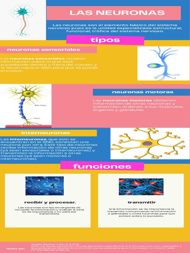 Las Neuronas | PDF | Neurona | Sinapsis
