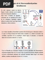 Morfología y ciclo de vida de Otobius megnini | PDF