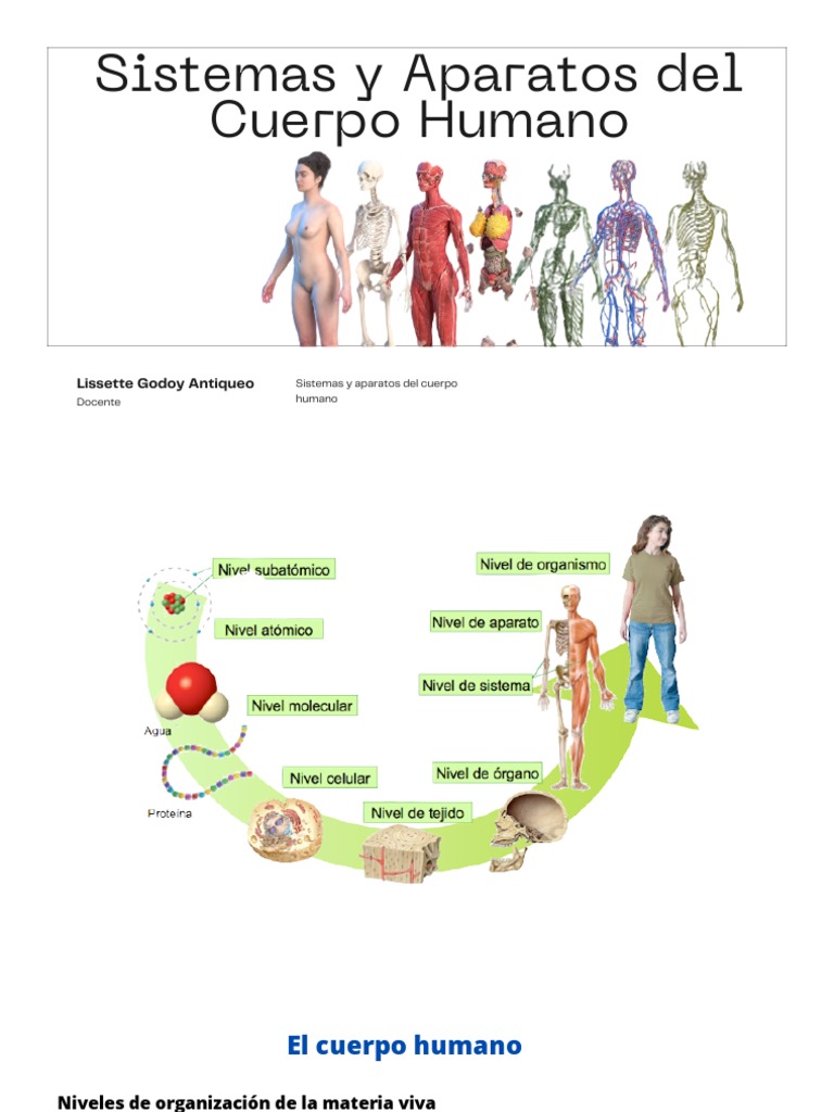 Sistemas Y Aparatos Del Cuerpo Humano Pdf Biología Celular