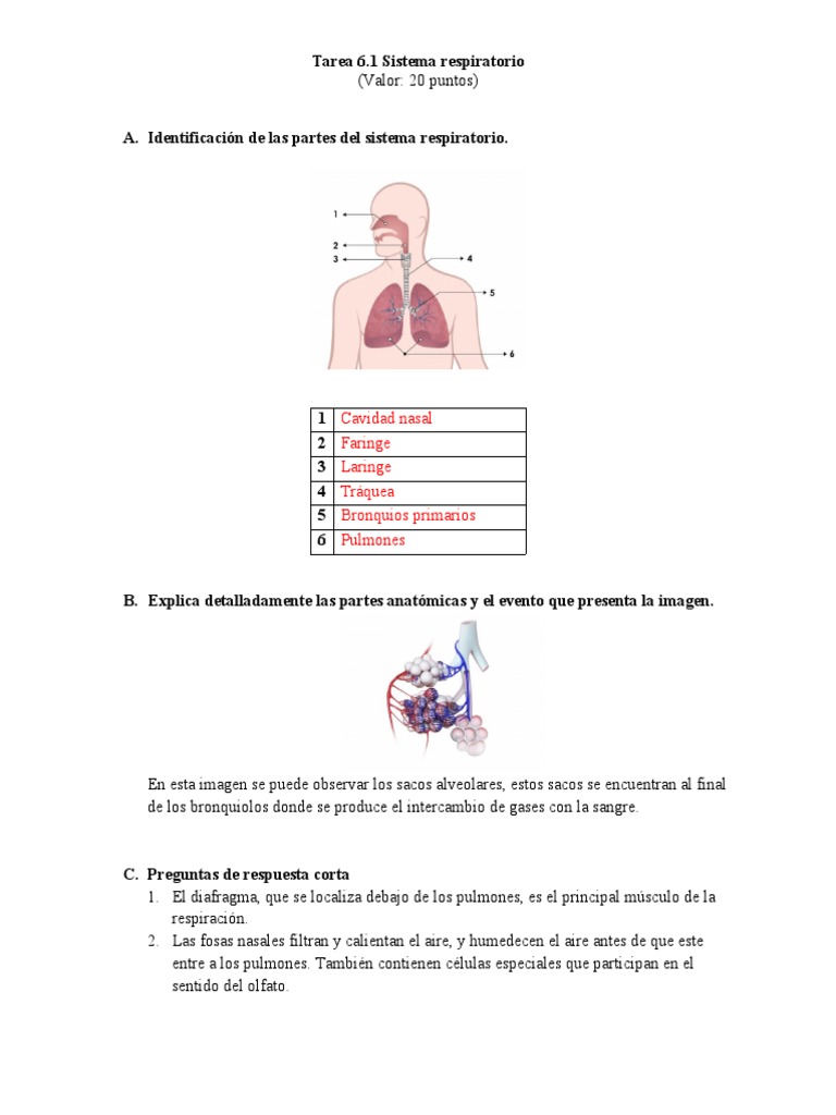 M6 Sistema Respiratorio Tarea 6 1 | PDF | Sistema respiratorio | Pulmón
