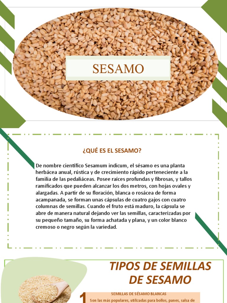 Beneficios y Usos del Sésamo | PDF | Sésamo | Comida y bebida