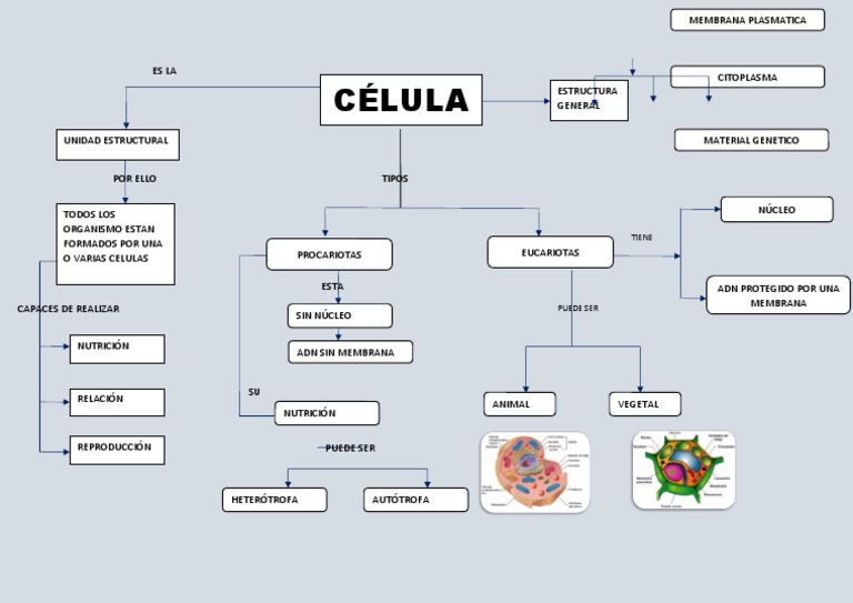 Mapa Conceptual de La Celula 2 | PDF