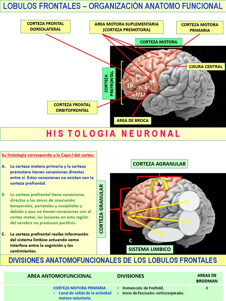Lobulos Frontales | PDF