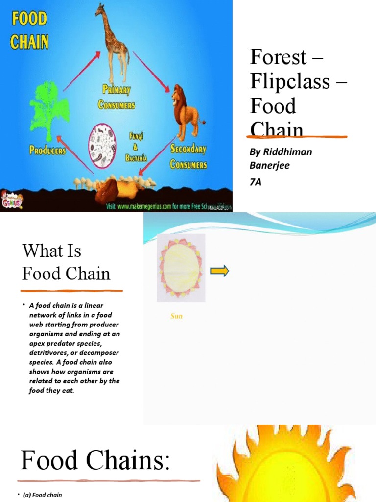 Forest - Flipclass - Pg 279 Food chain ppt for School | PDF