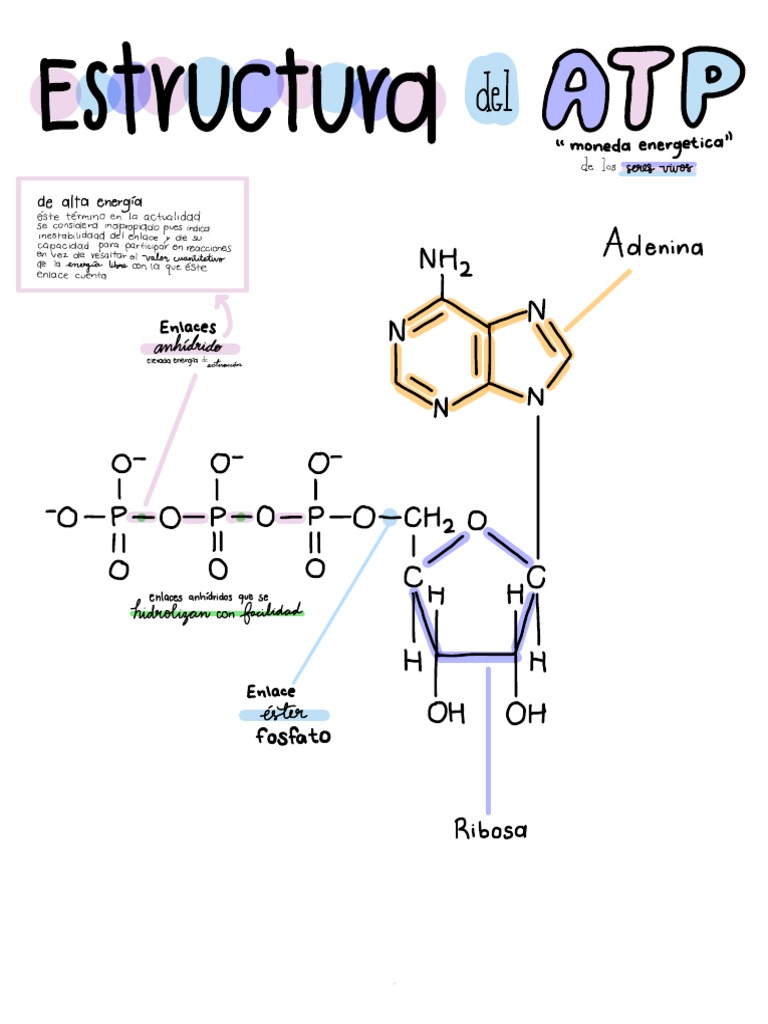 Estructura Del ATP | PDF