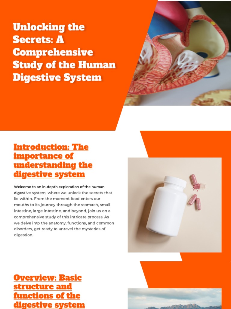 Study of The Human Digestive System | PDF