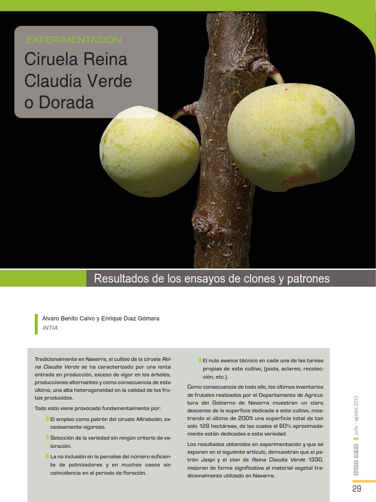Mejora del cultivo de ciruela Claudia | PDF | Fruta | Agricultura