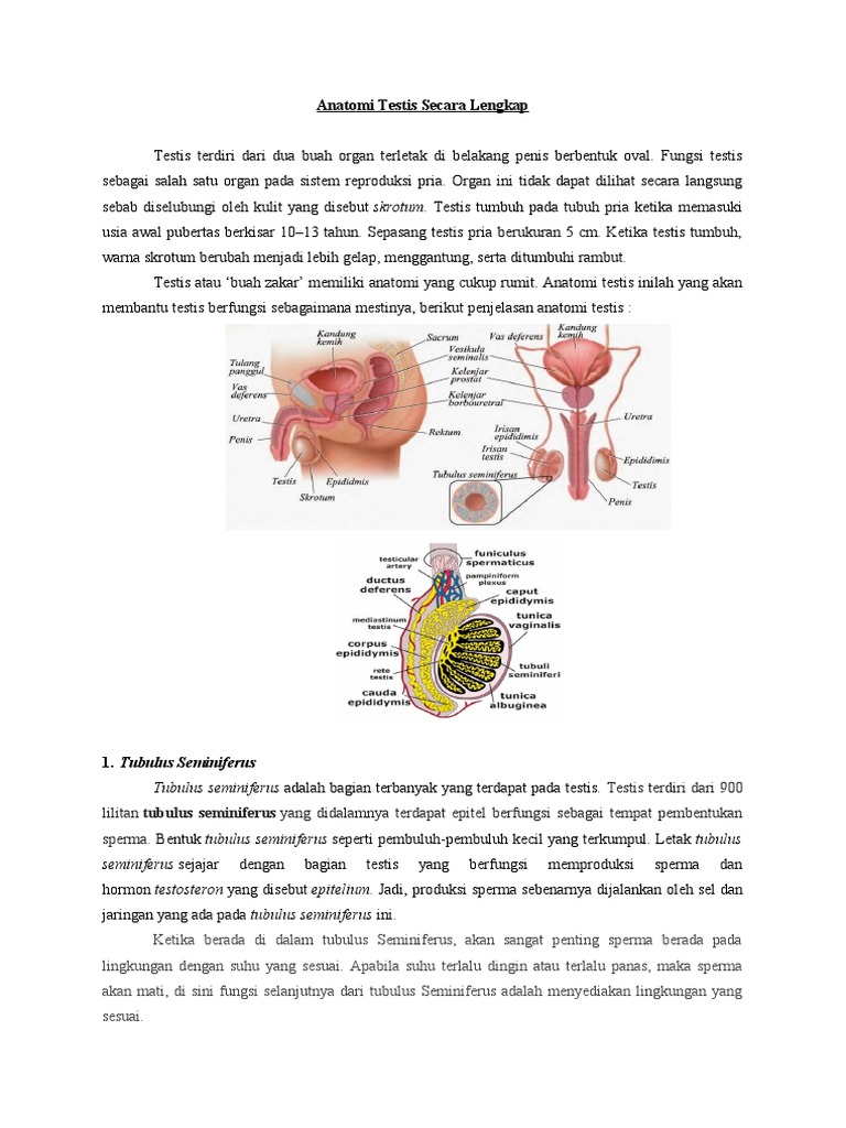 Anatomi Testis: Struktur dan Fungsi | PDF | Kajian Bahasa Asing