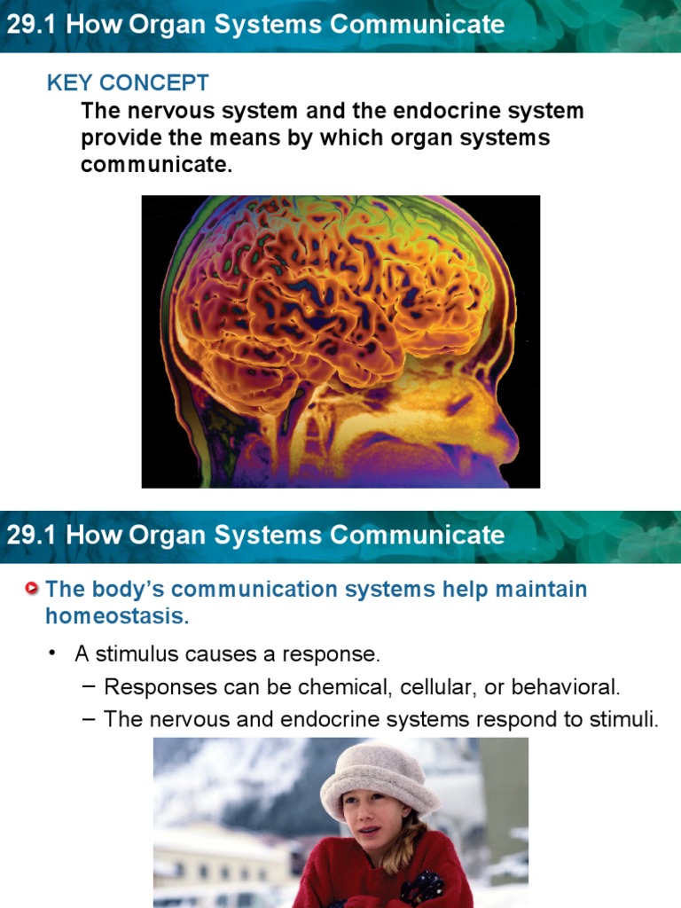 How Organ System Communicate | PDF | Hormone | Central Nervous System