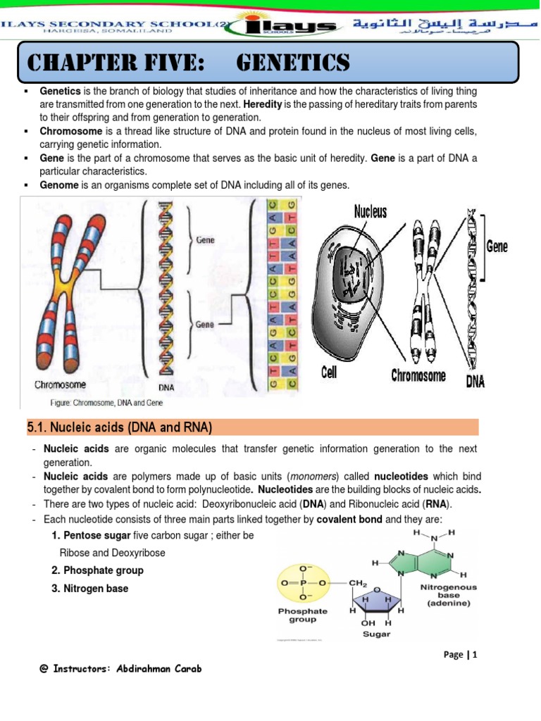 Chapter Five Genetics | PDF | Meiosis | Dominance (Genetics)