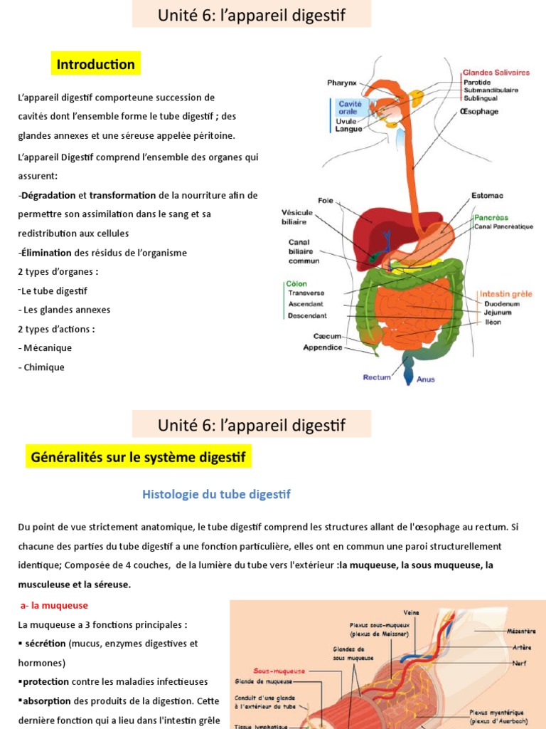 Anatomie de l'appareil digestif | PDF | Pancréas | Foie