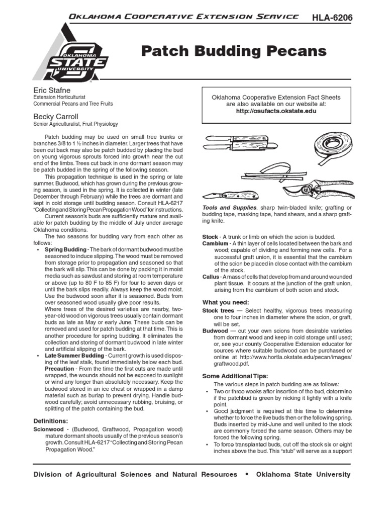 Patch Budding Technique | PDF | Grafting | Trees