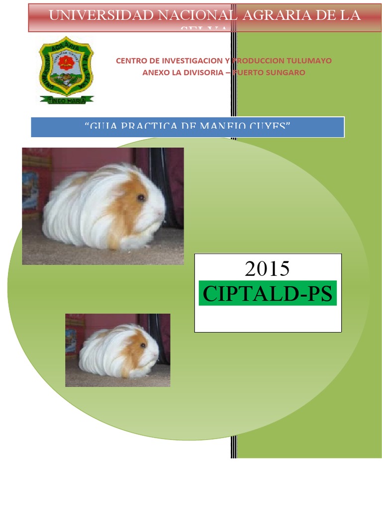 Manual de Manejo de Cuyes-Cedro | PDF | Conejillo de indias | Pasto