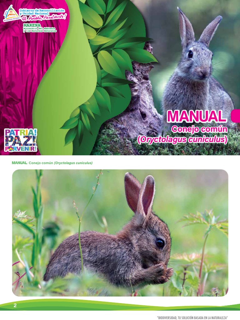 Manejo y Reproducción de Conejos | PDF