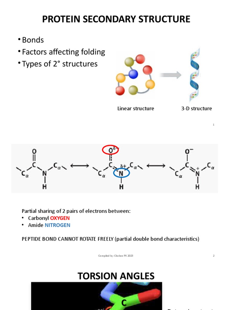 Protein Secondary Structure. | PDF | Beta Sheet | Alpha Helix