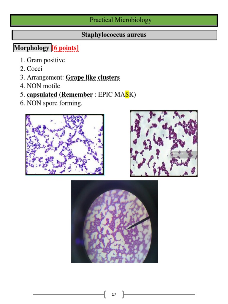 Practical MKS Module | PDF | Staphylococcus | Herpes Simplex