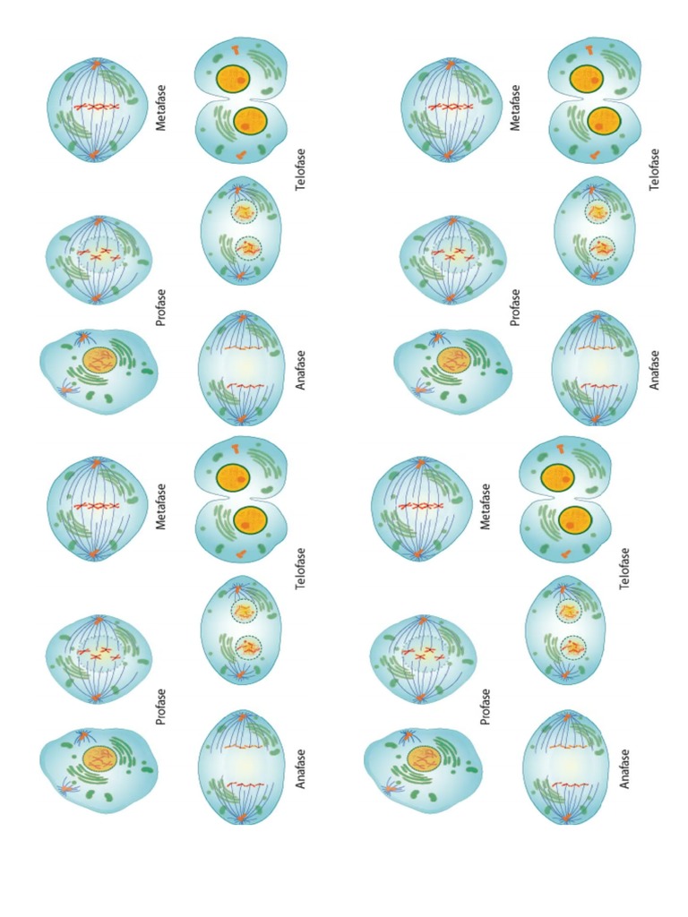 Meiose e Mitose Imprimir | PDF
