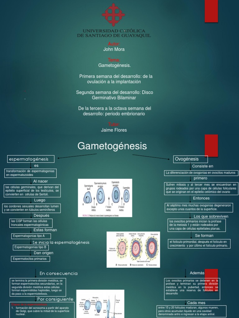 Tarea de Morfo 3 | PDF