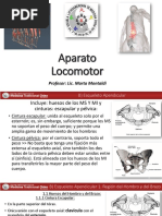 Anatomía de las vértebras D10, D11 y D12 | PDF | Vértebra | Tórax