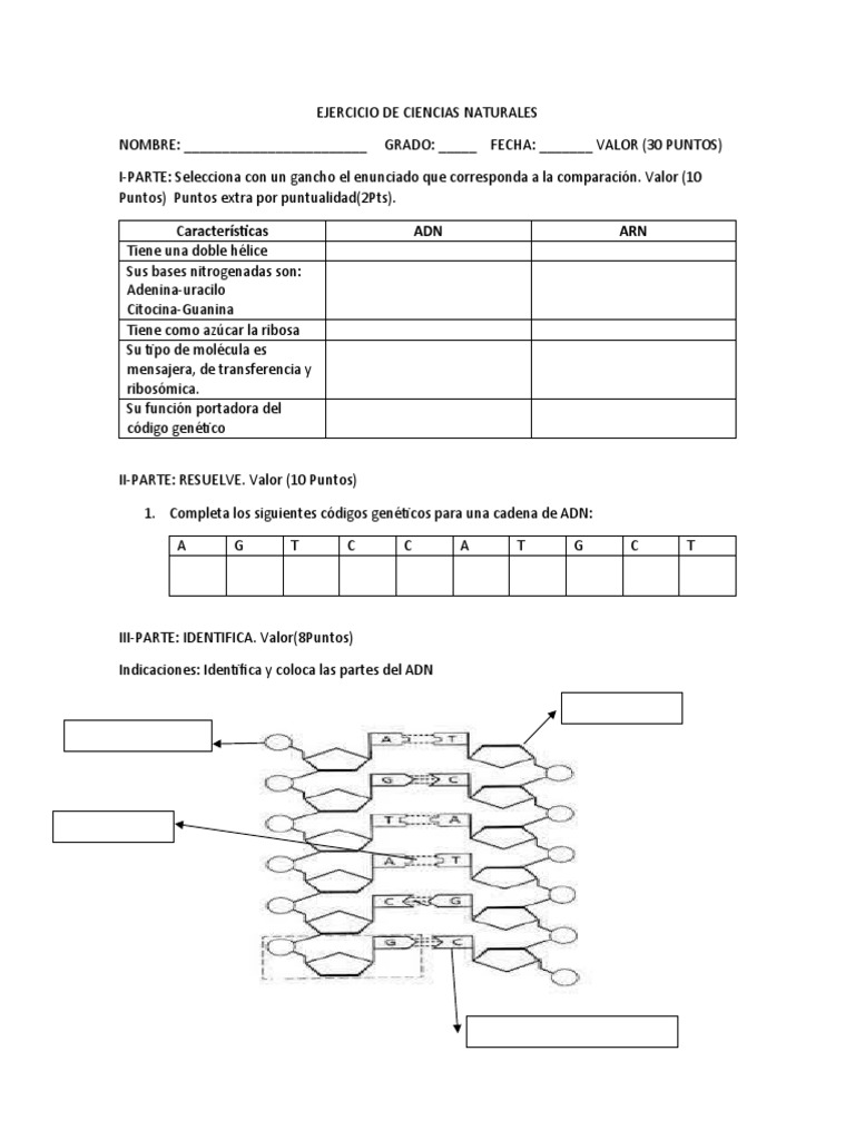 EJERCICIO de Adn | PDF