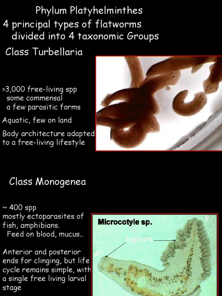 Flatworms 1 | PDF | Medical Specialties | Clinical Medicine