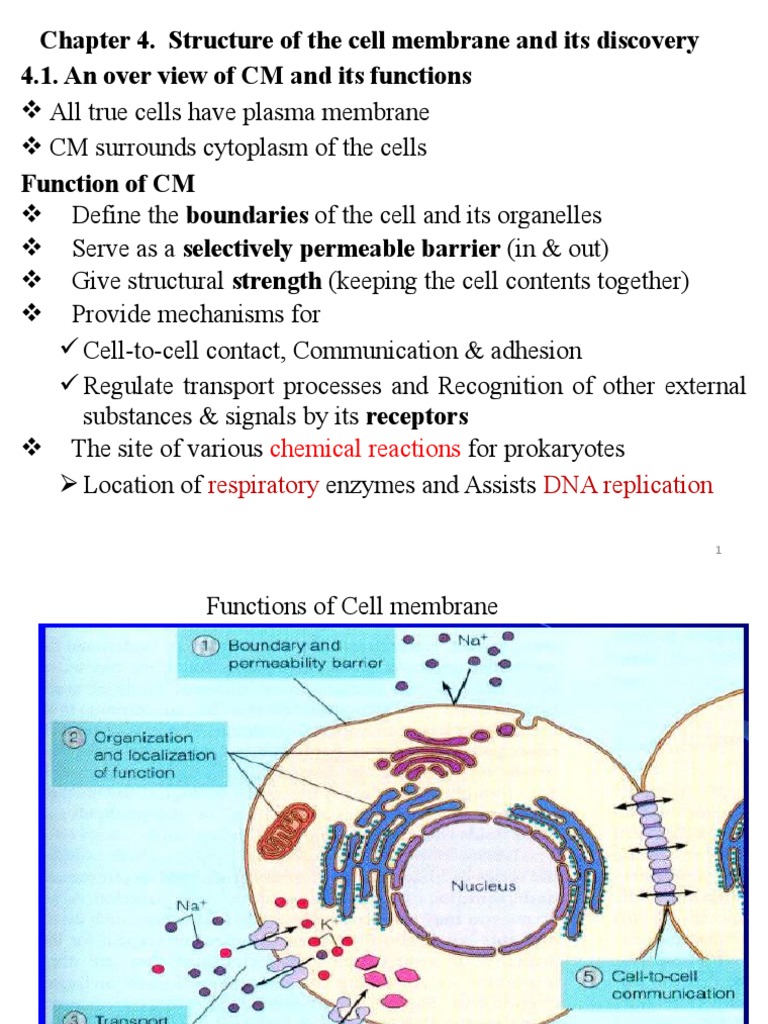 Cell Bio Chapter 4 - Few Slides | PDF | Cell Membrane | Lipid Bilayer