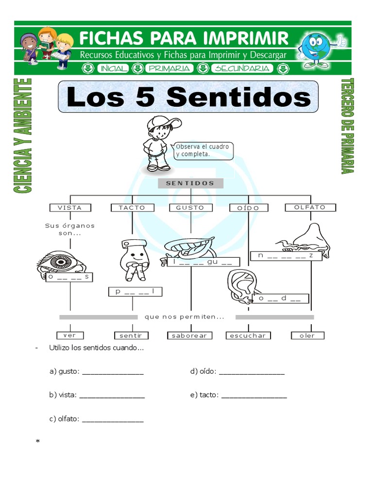 Actividades sobre los 5 sentidos | PDF | Neurociencia | Órganos sensoriales