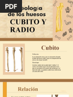 Anatomía de Húmero, Radio y Ulna | PDF | Codo | Hombro