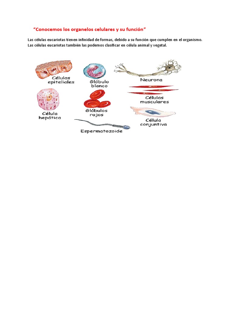 Conocemos Los Organelos Celulares y Su Función 1° A | PDF