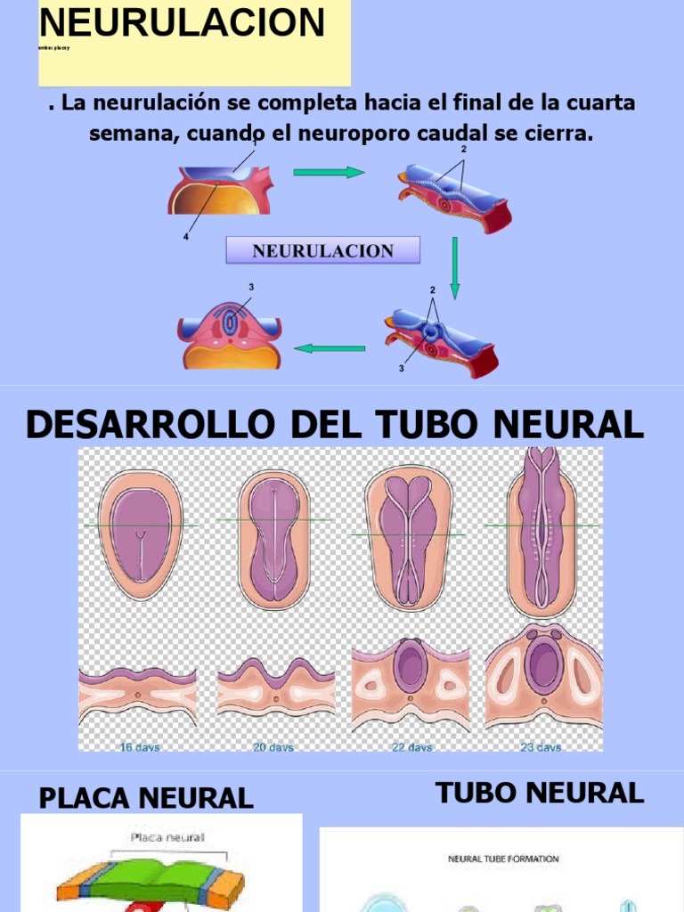 Desarrollo Del Tubo Neural | PDF