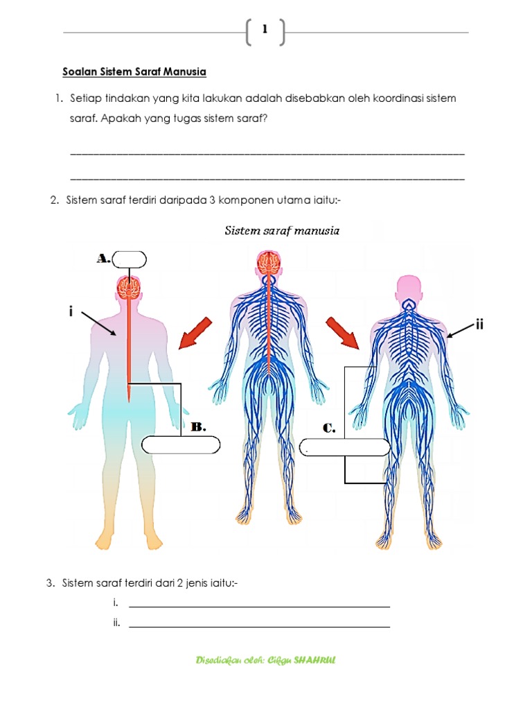 Soalan Sistem Saraf Manusia | PDF