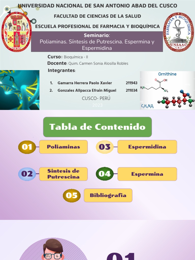 Poliaminas, Biosíntesis de Putrescina, Espermina, Espermidina | PDF ...