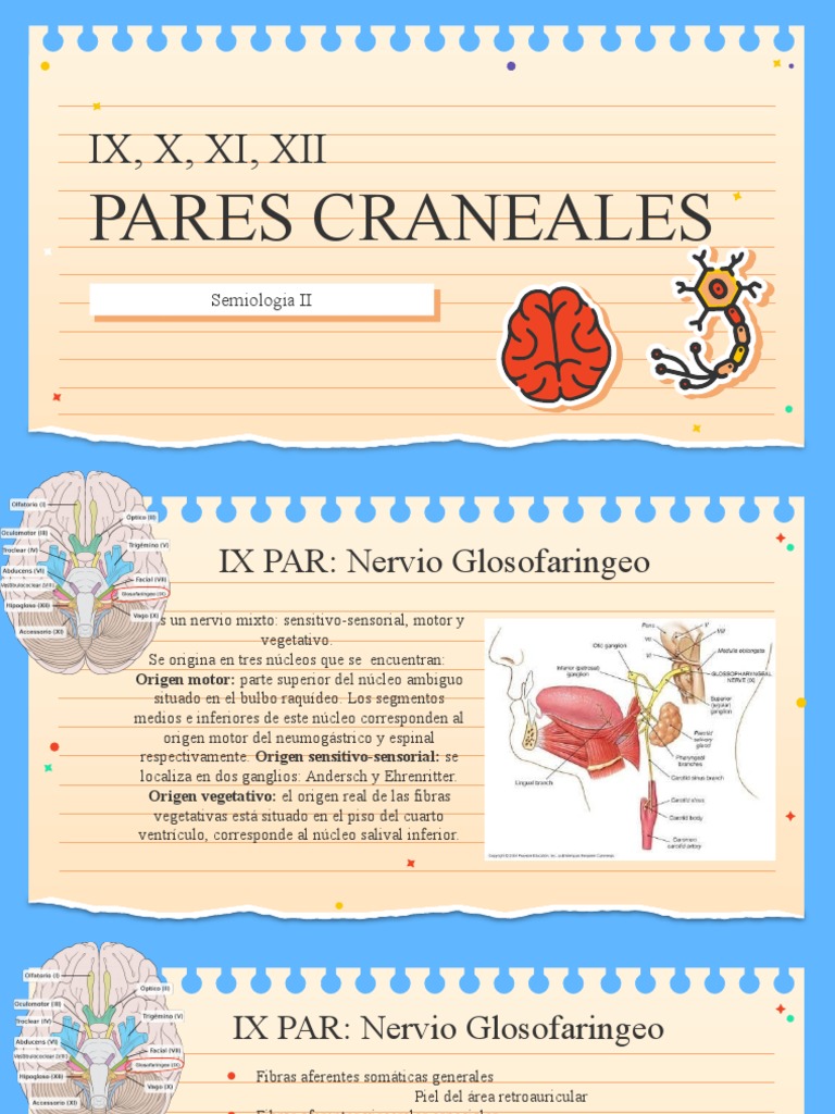 Pares Craneales IX-XII | PDF | Nervio vago | Neuroanatomía