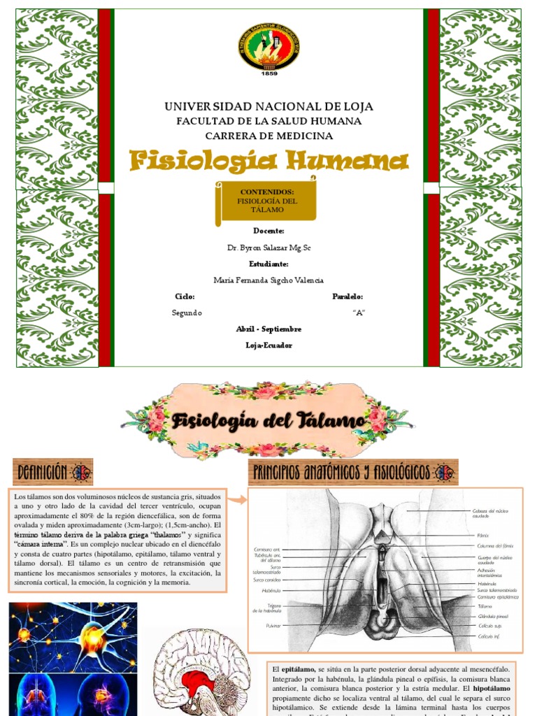 Fisiología del Tálamo en Medicina | PDF | Tálamo | Corteza cerebral