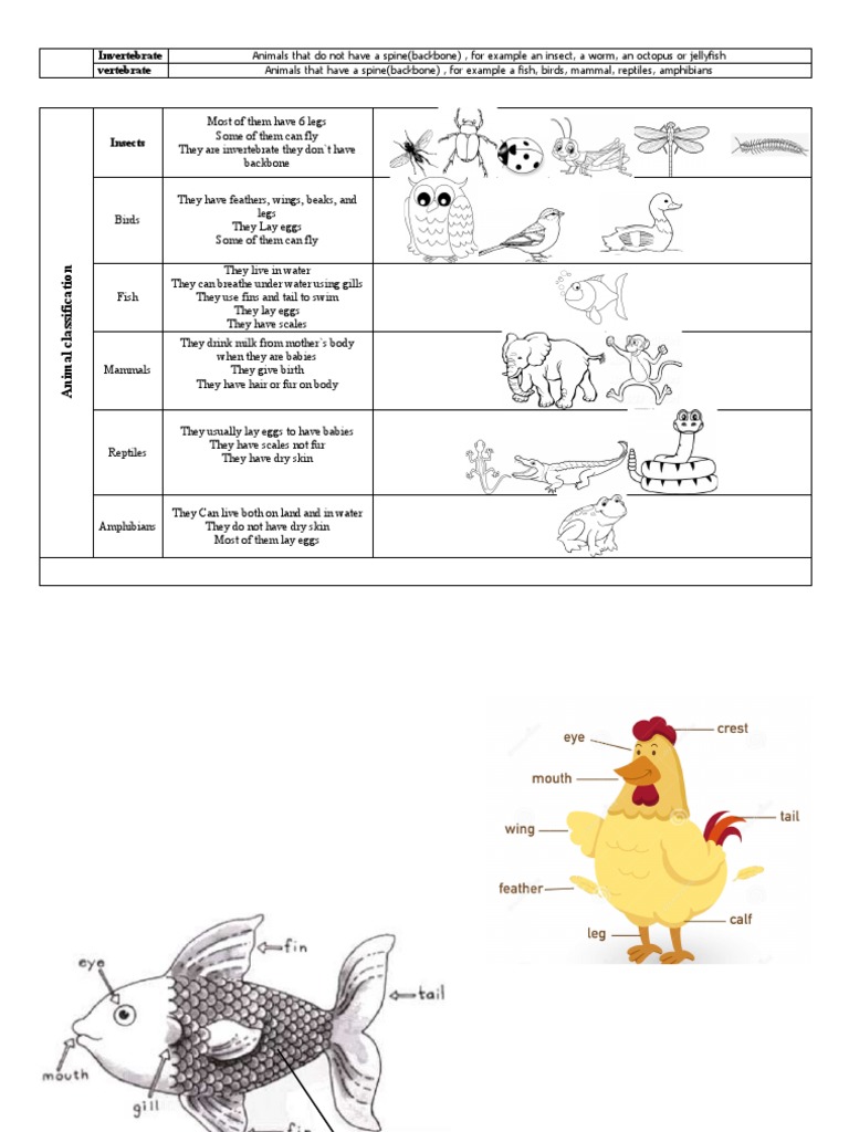 Animal Classification | PDF