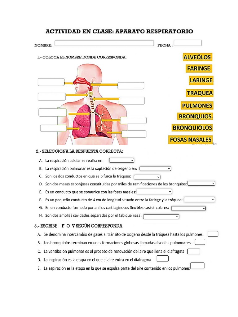 Actividad Sistema Respiratorio_reforzamiento (1) | PDF